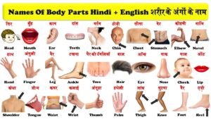 Human Body Parts PDF with Picture and Functions - SSC STUDY